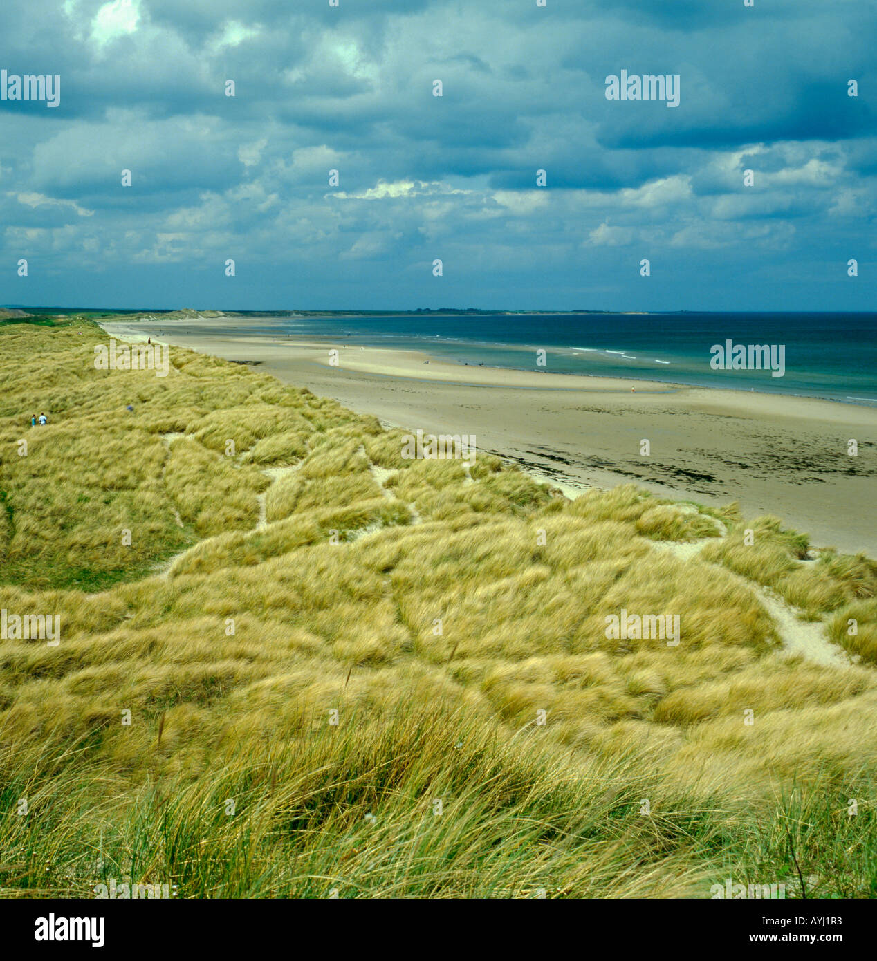Marram grass (Ammophila arenaria) on sand dunes; Druridge Bay, near ...