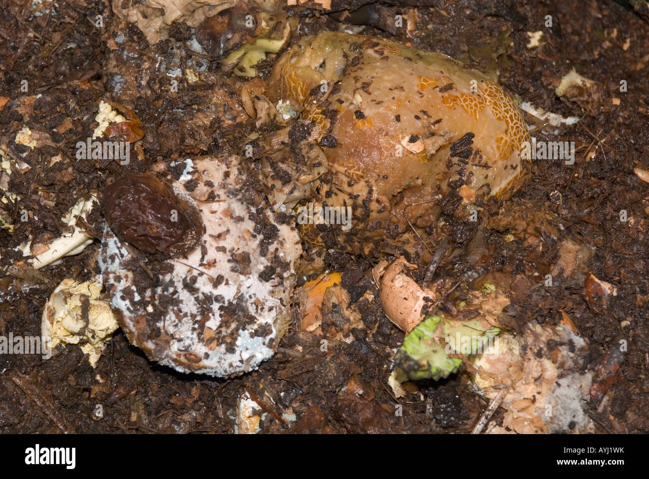 food rotting in a compost bin Stock Photo - Alamy