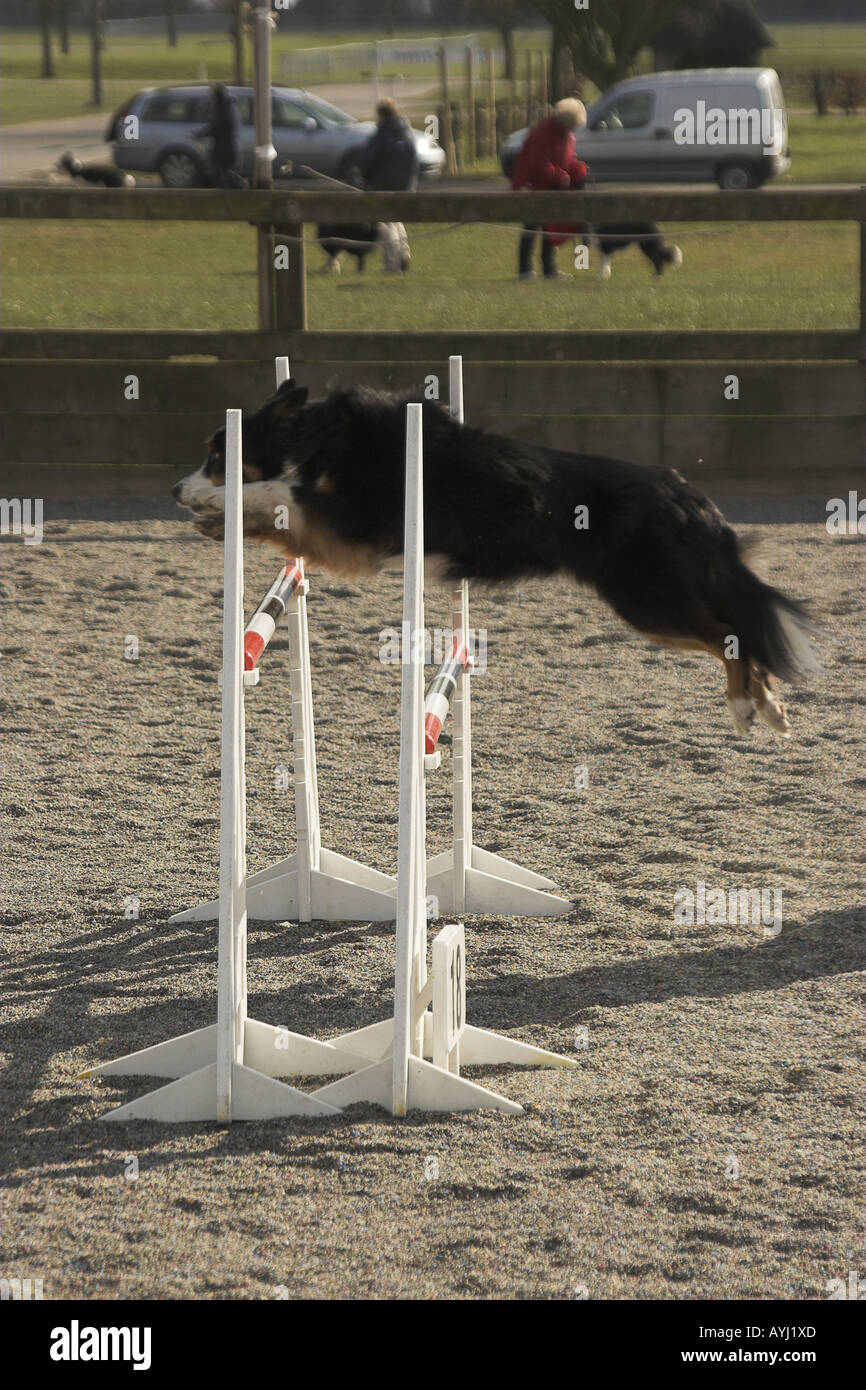 A Border Collie jumping over a double Agility hurdle Stock Photo - Alamy