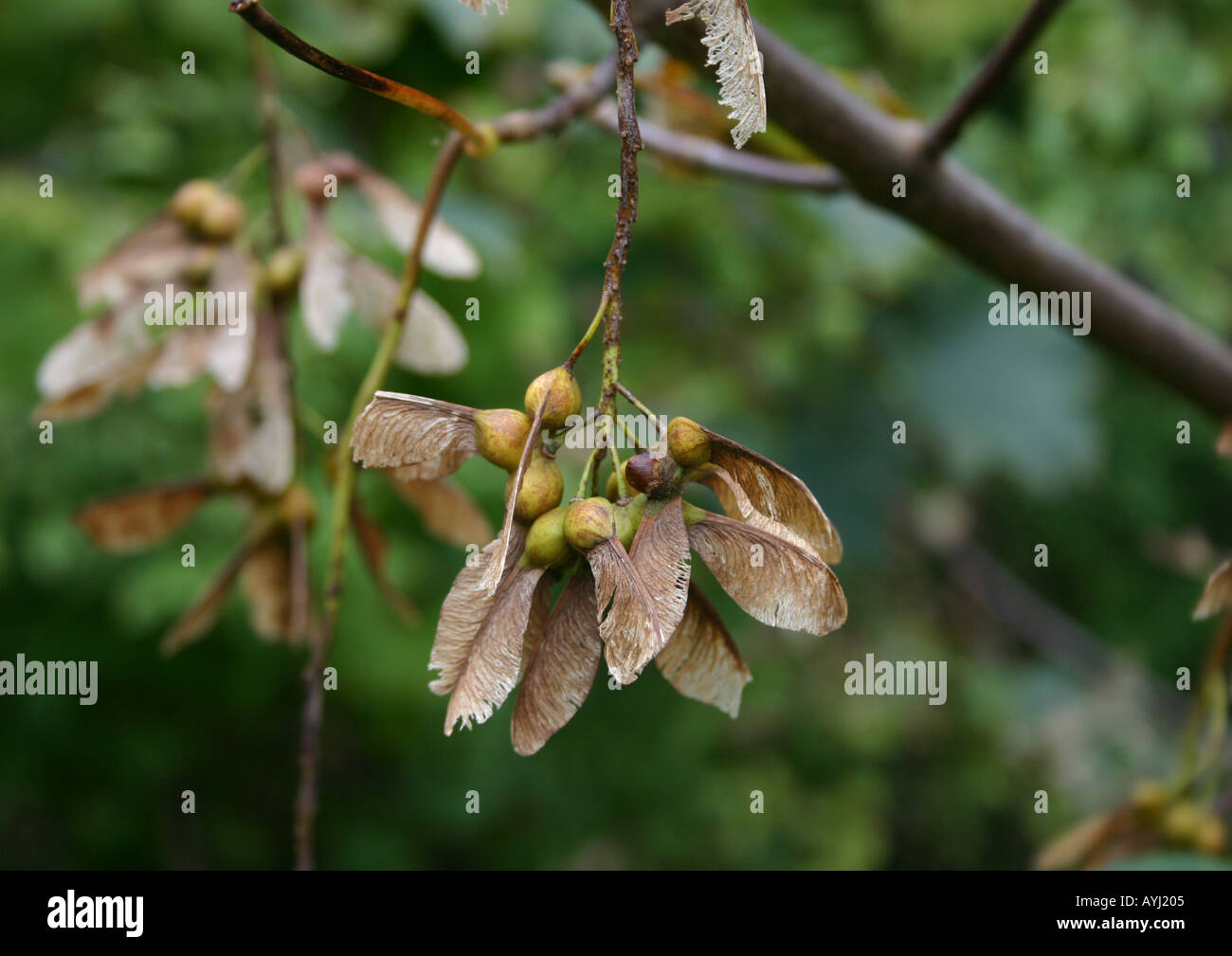 Sycamore Helicopter Seeds High Resolution Stock Photography and Images ...