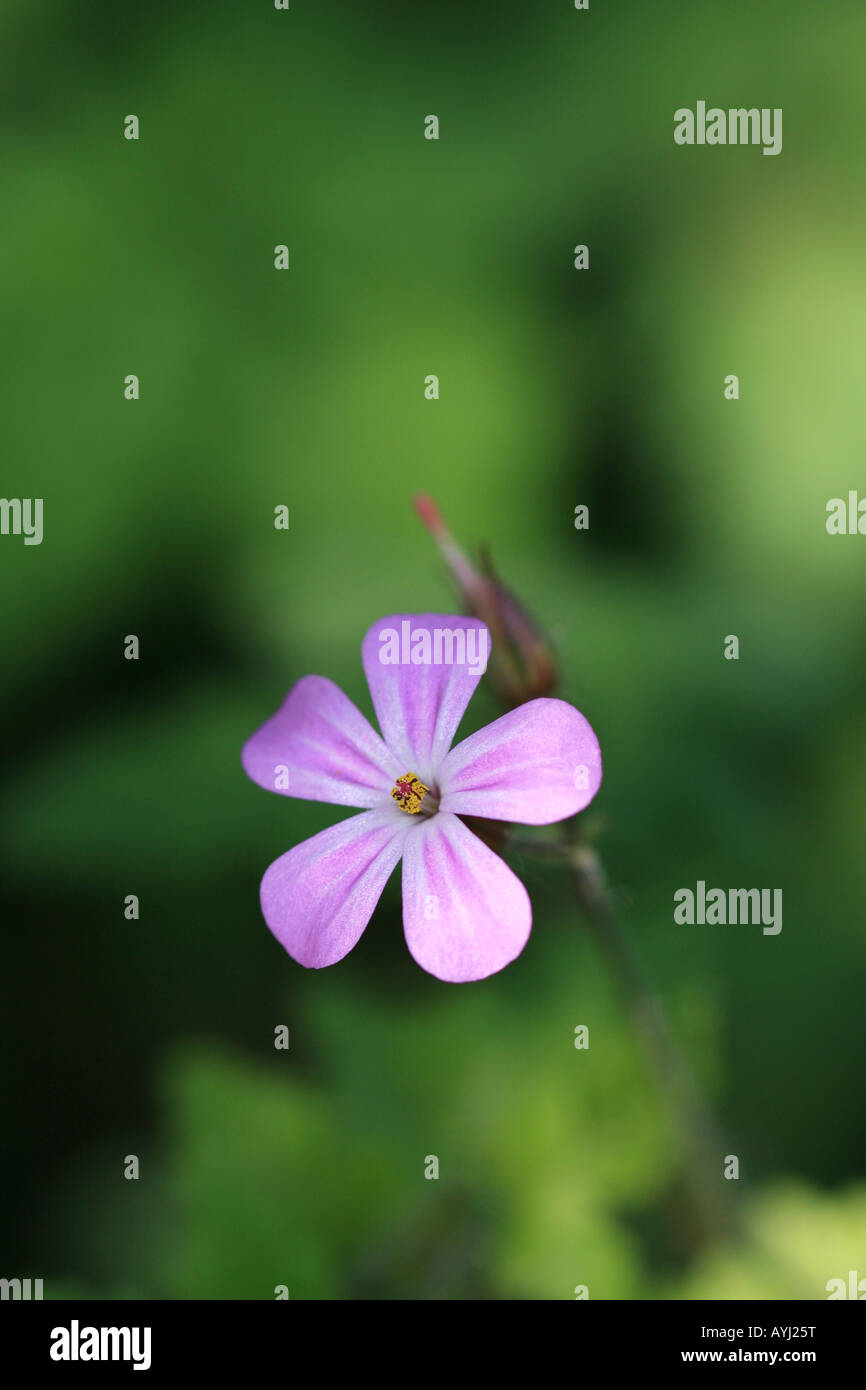 Herb Robert flower Stock Photo - Alamy