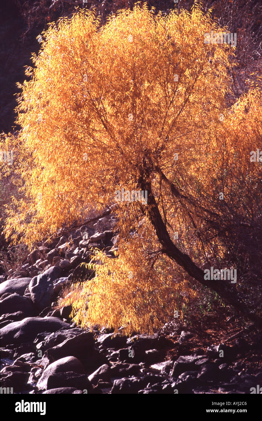Amazing Backlit Tree in California Stock Photo - Alamy