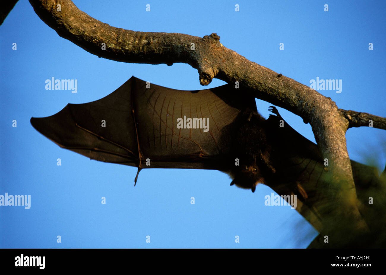tonga bat hanging from tree in the Flying Fox sanctuary Stock Photo - Alamy
