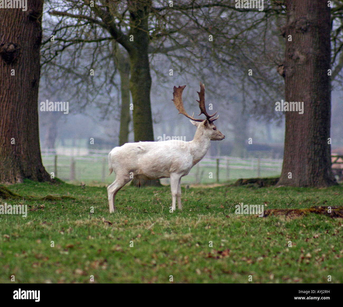 Rare White Fallow Deer Stag, Houghton Hall Norfolk Stock Photo - Alamy