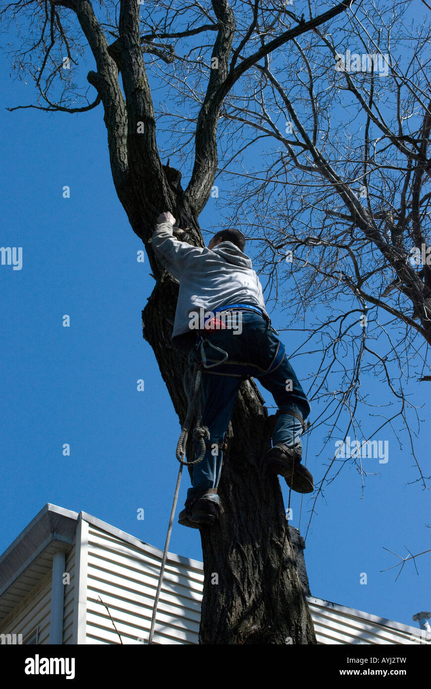 man climbing tree Stock Photo - Alamy