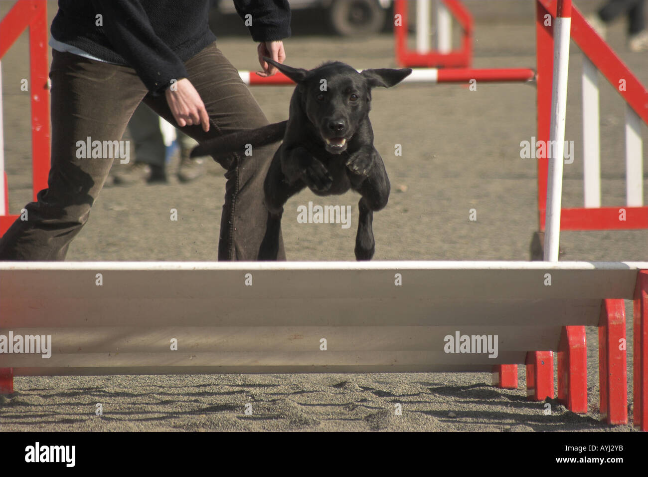 A Black Labrador jumping an Agility hurdle Stock Photo - Alamy