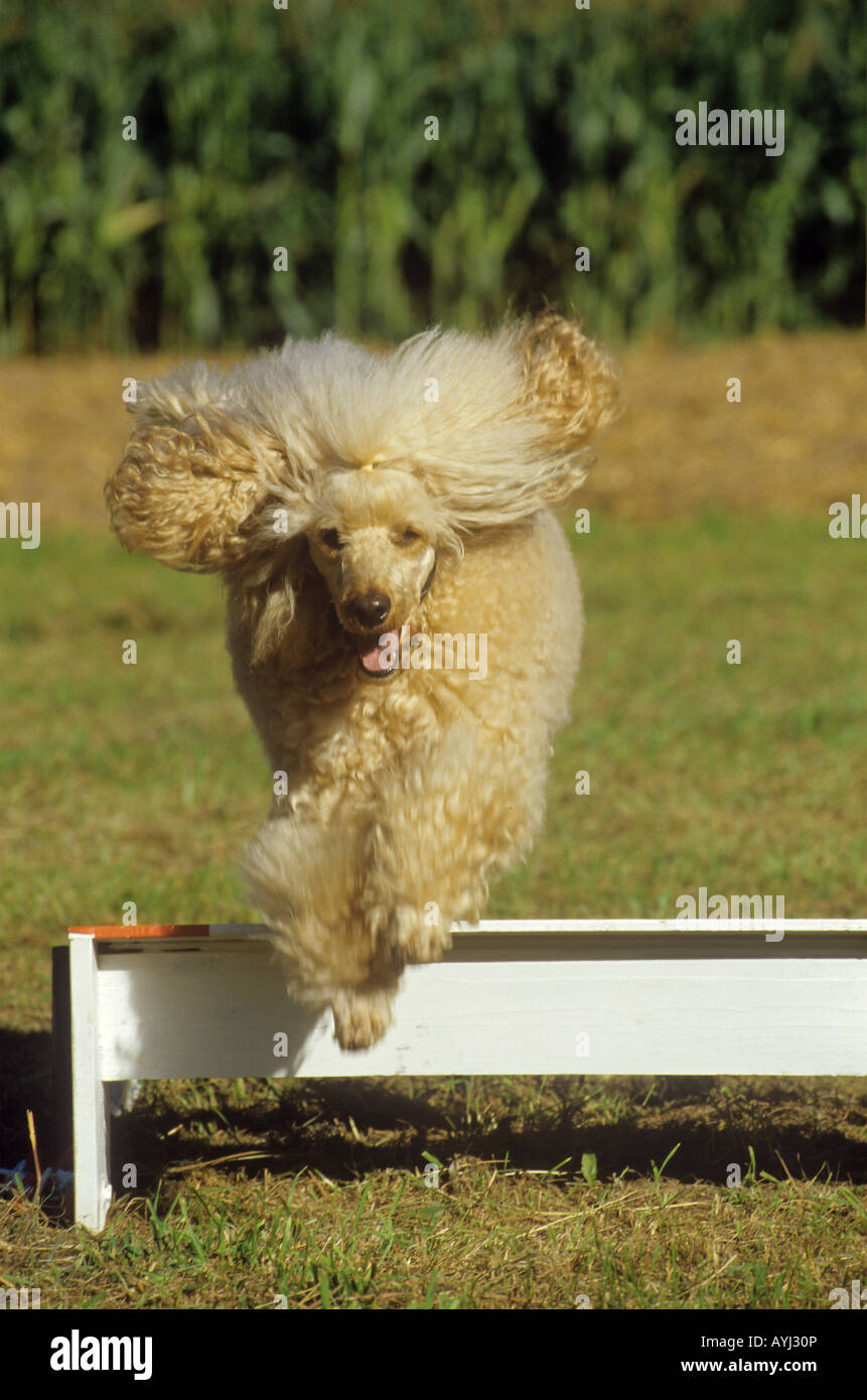 poodle - jumping over hurdle Stock Photo - Alamy