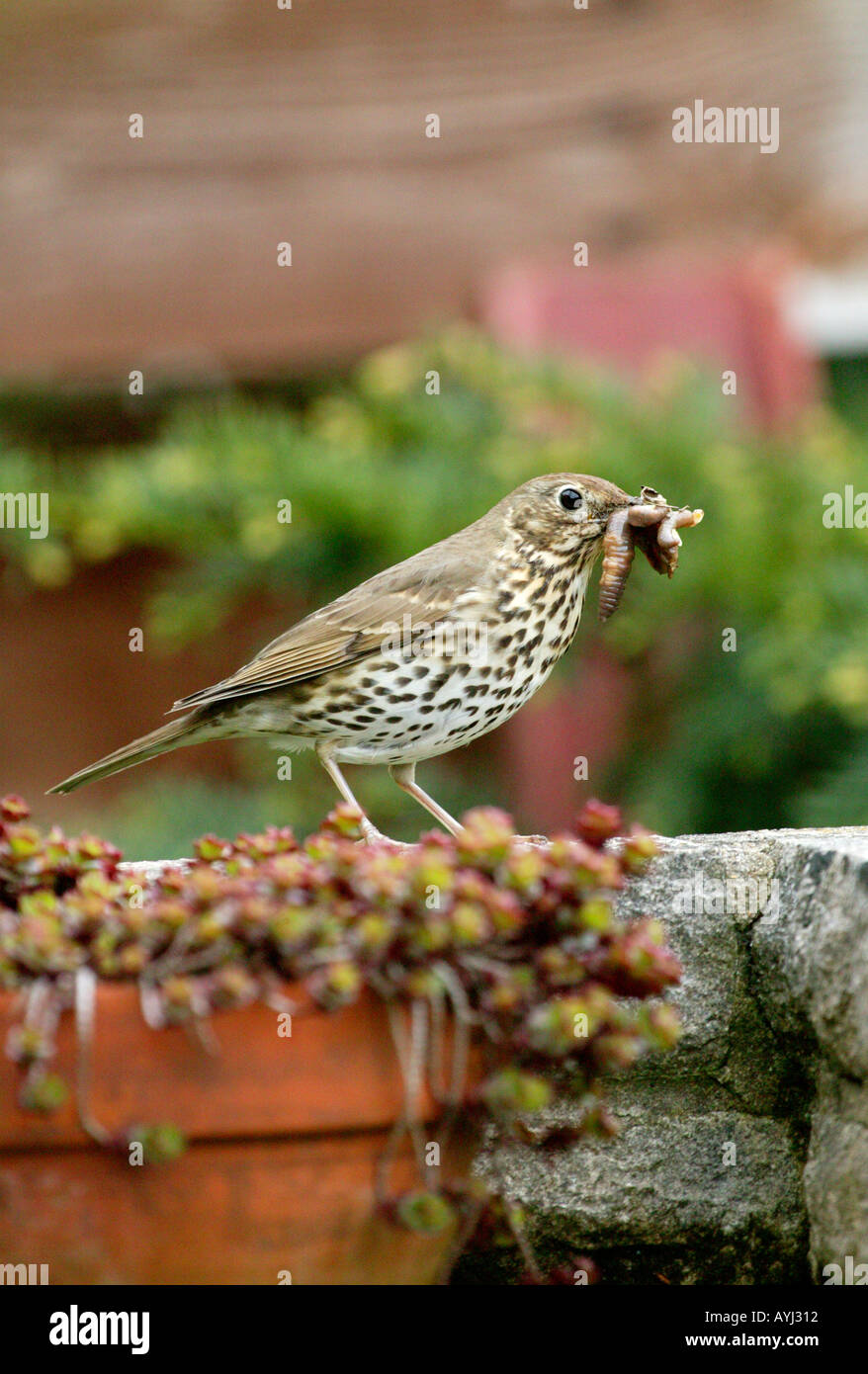 Young thrush hi-res stock photography and images - Alamy