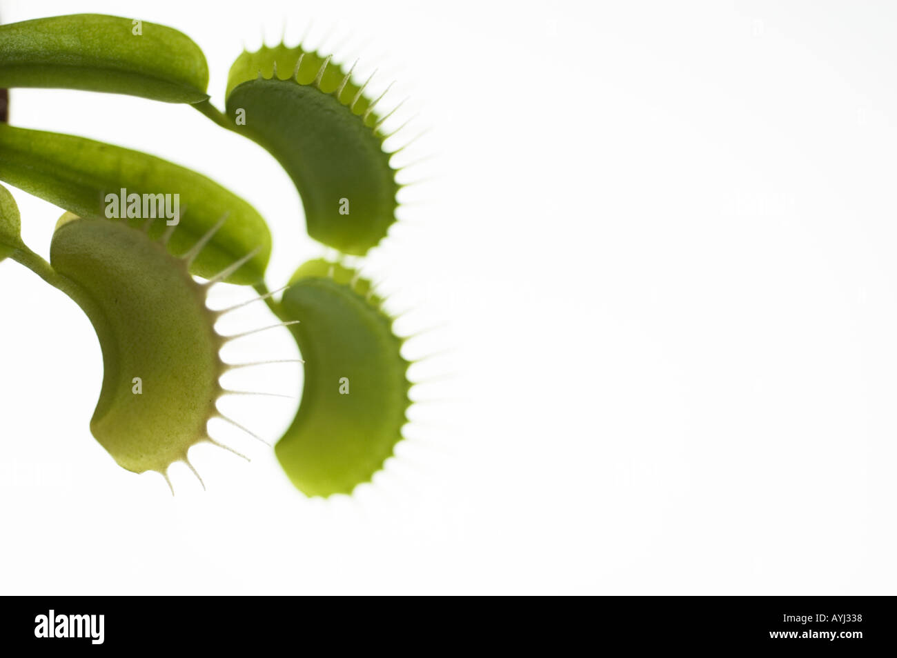 Venus flytrap plant on white hi-res stock photography and images - Alamy