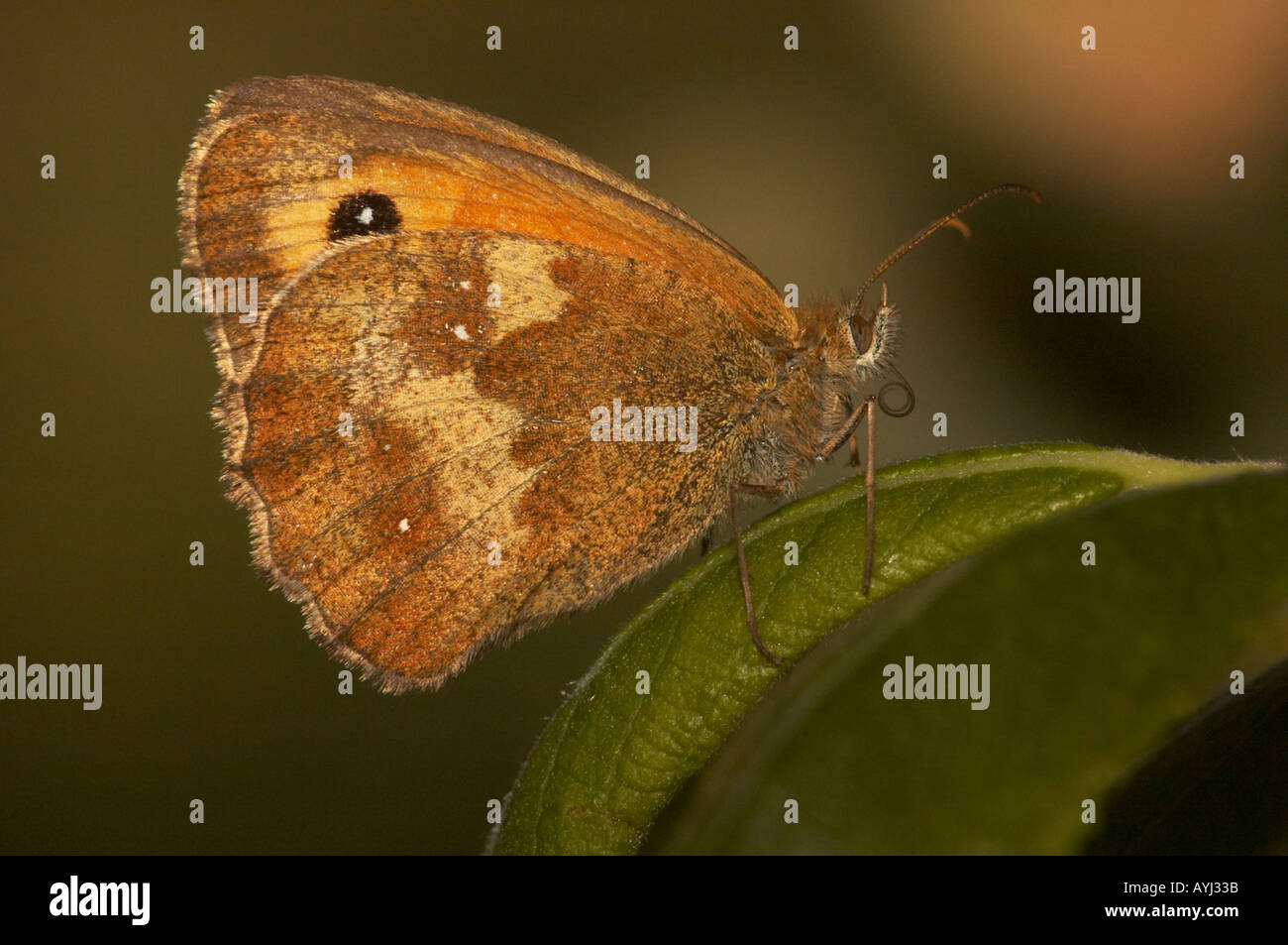 Pyronia tithonus side view hi-res stock photography and images - Alamy
