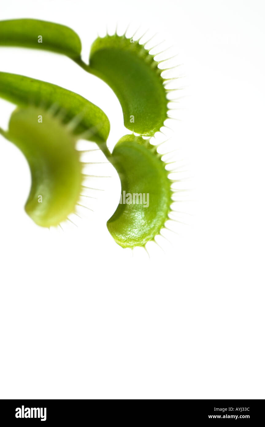 Venus fly trap white background hi-res stock photography and images - Alamy