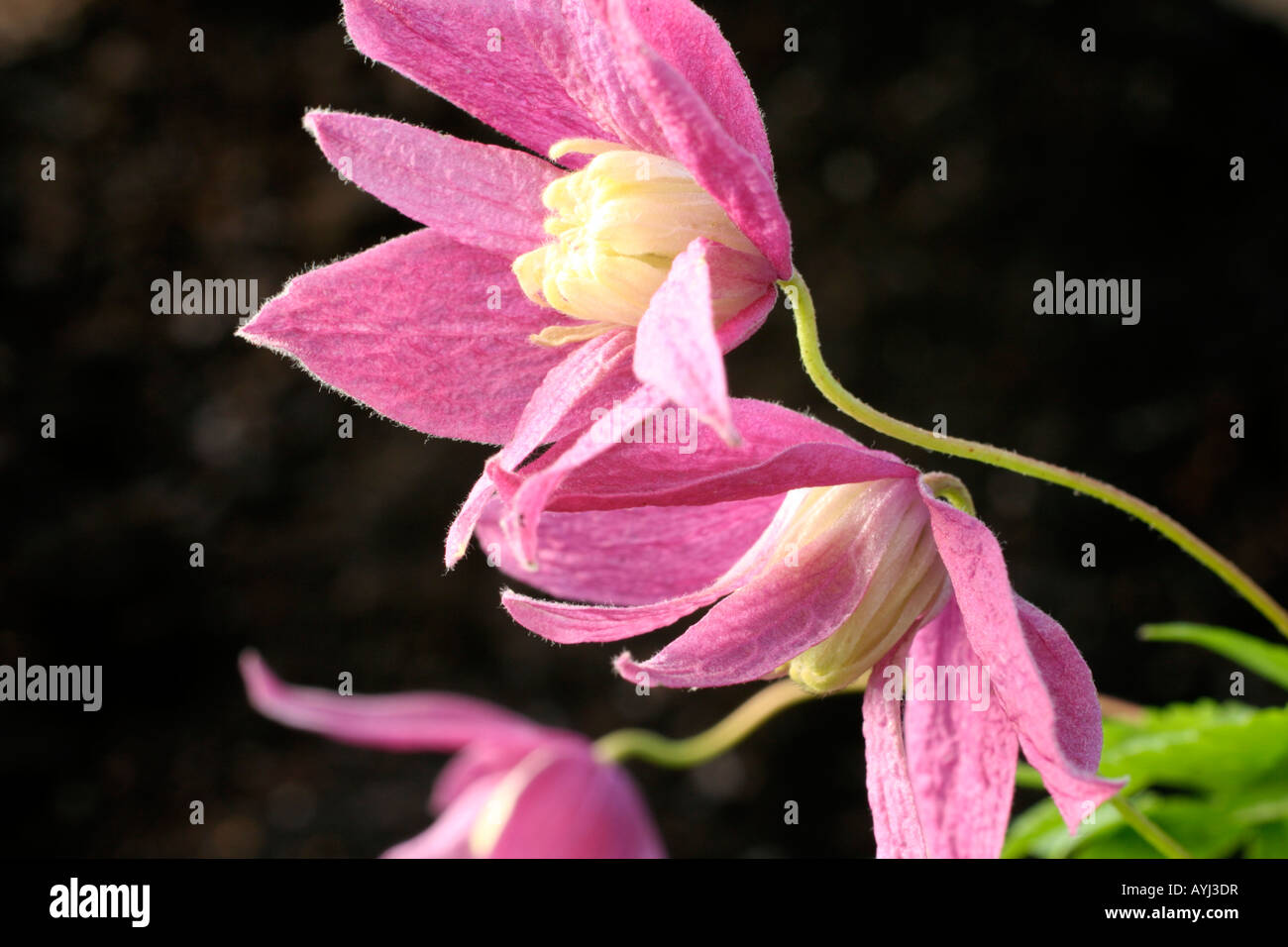 CLEMATIS ALPINA CONSTANCE Stock Photo - Alamy
