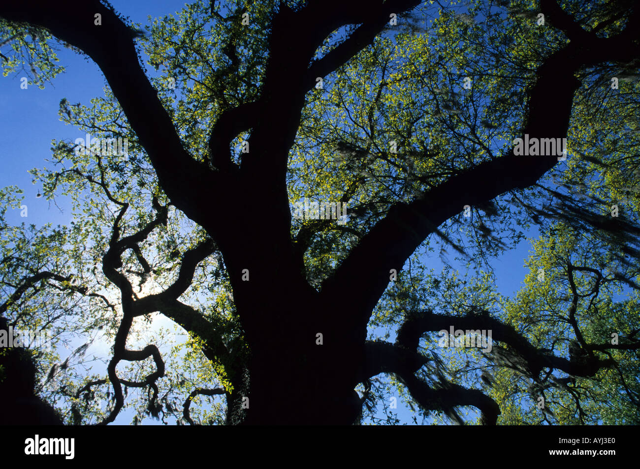 Looking up into a 400 year old live oak tree with Spanish moss ...