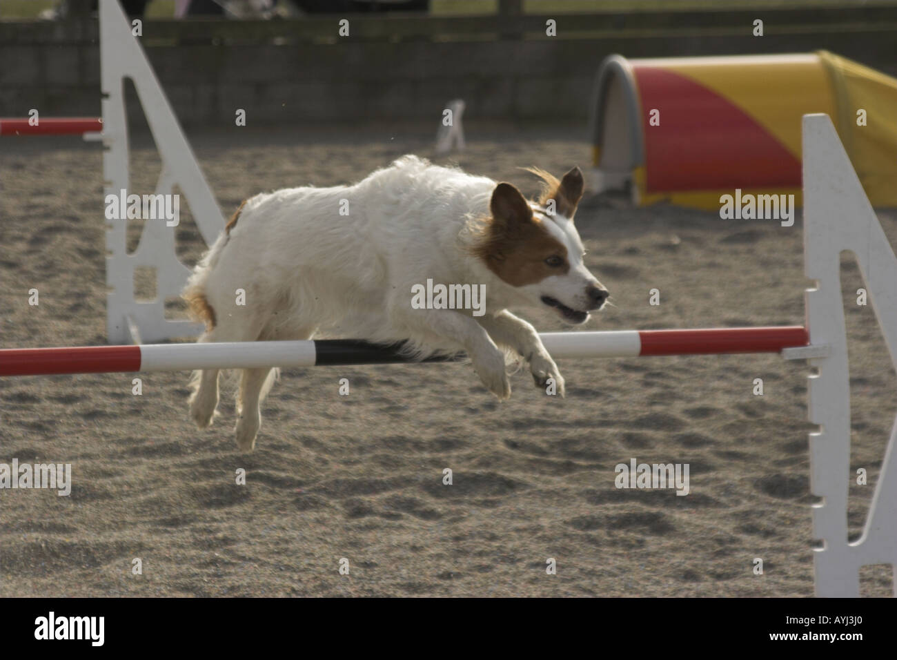 A Red Border Collie jumping a hurdle Stock Photo - Alamy