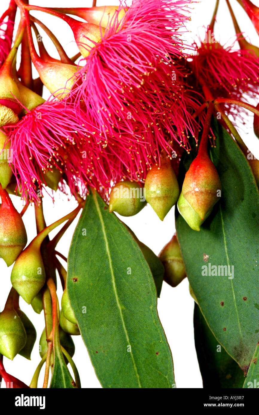 Australian Flora & Fauna Stock Photo - Alamy