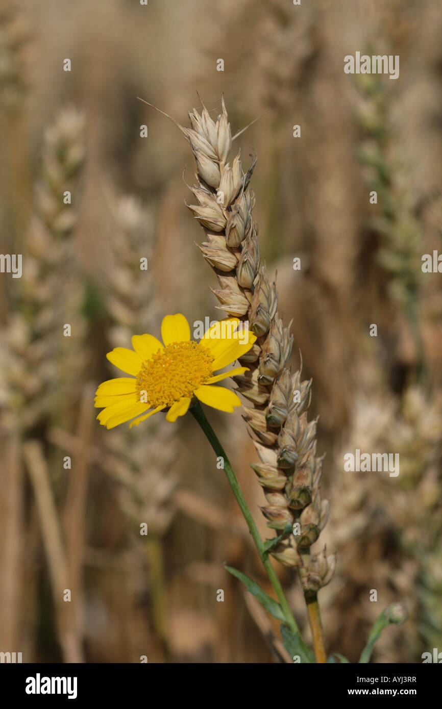 Corn marigold flower and wheat sheath Stock Photo - Alamy