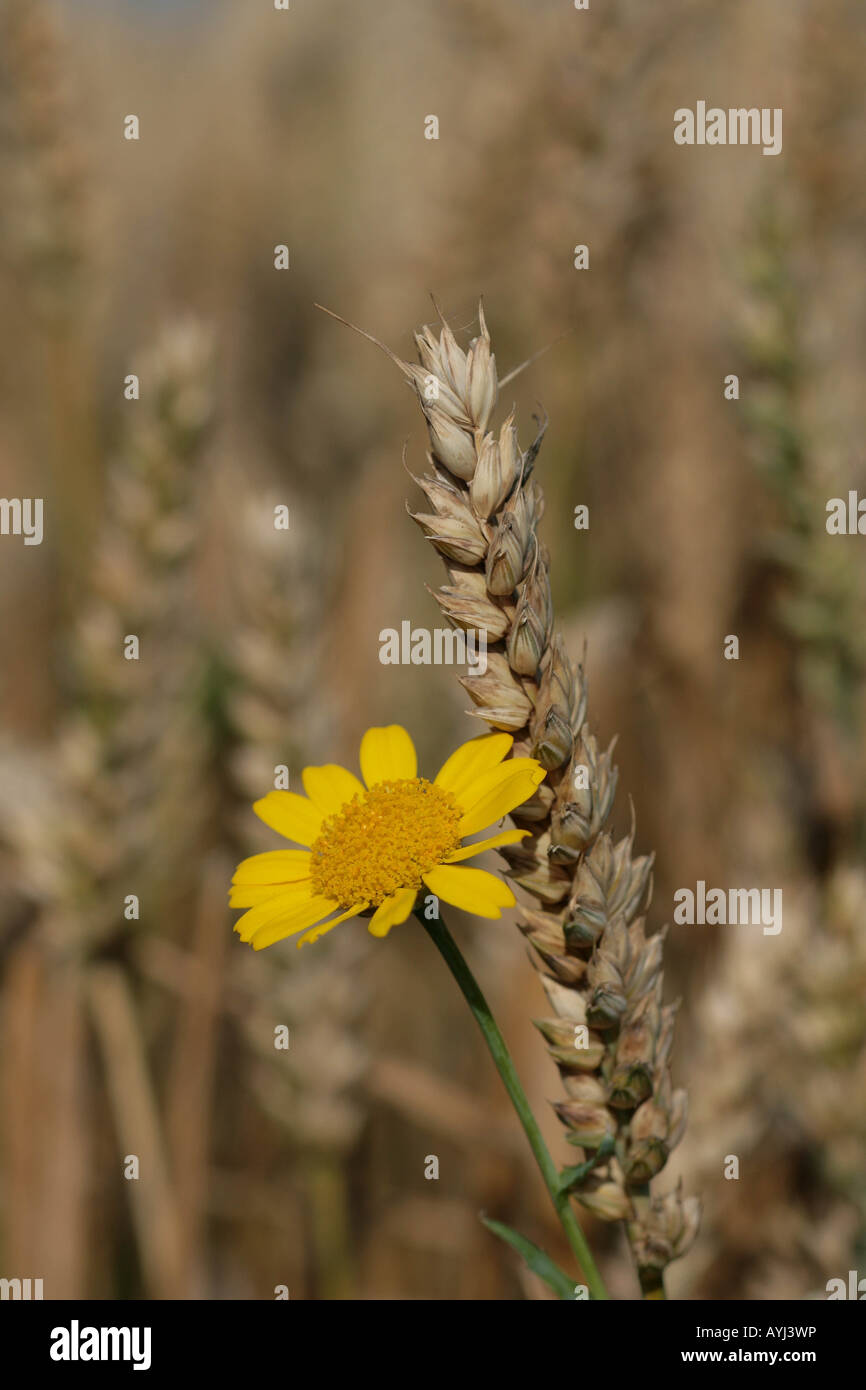 Sheath of corn hi-res stock photography and images - Alamy