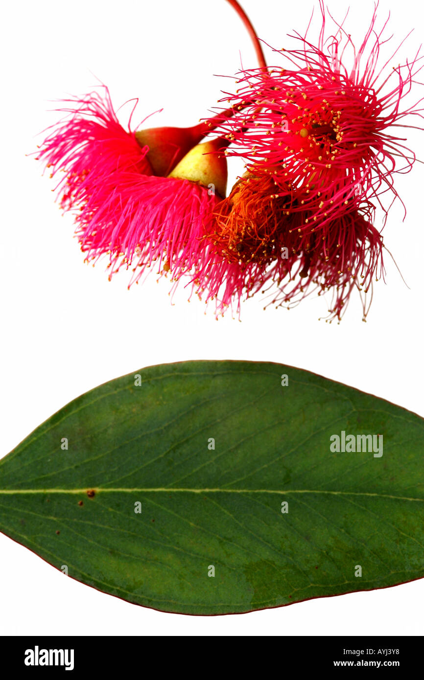 Australian Flora & Fauna Stock Photo - Alamy