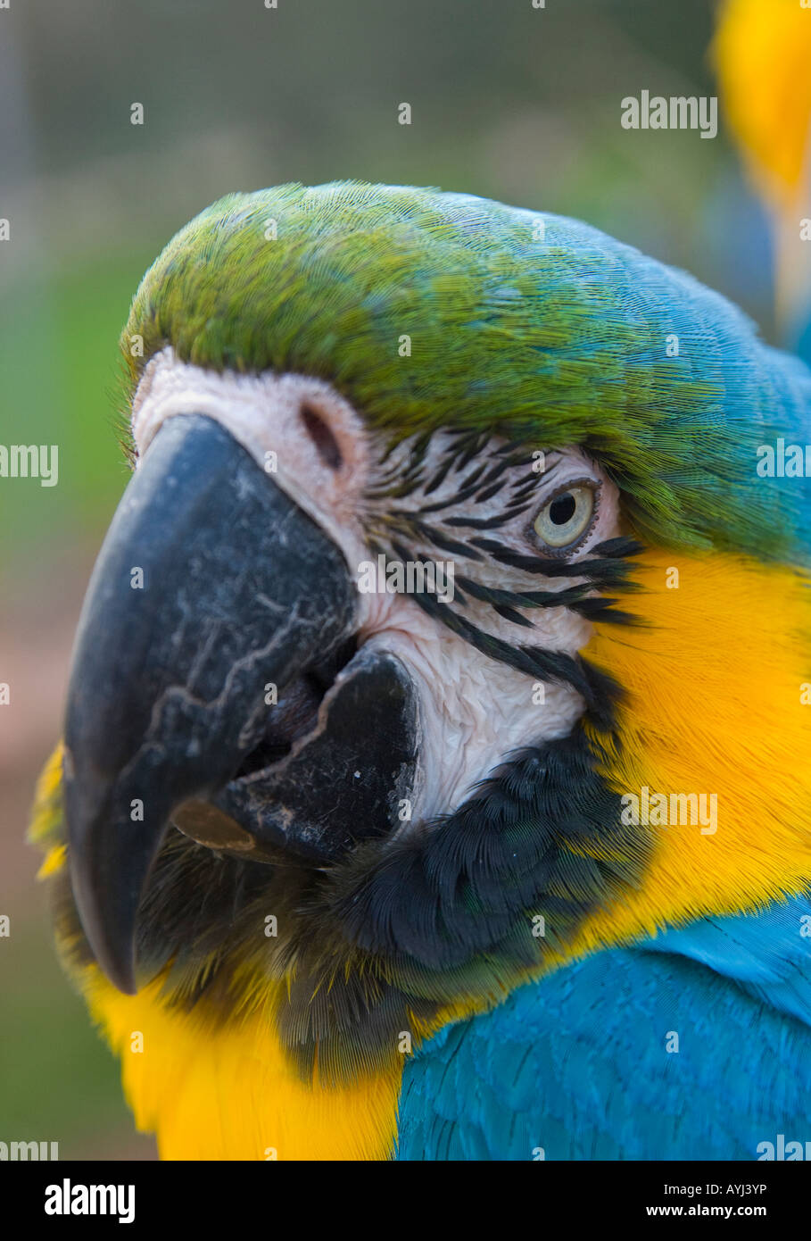 Zoon animal hi-res stock photography and images - Alamy