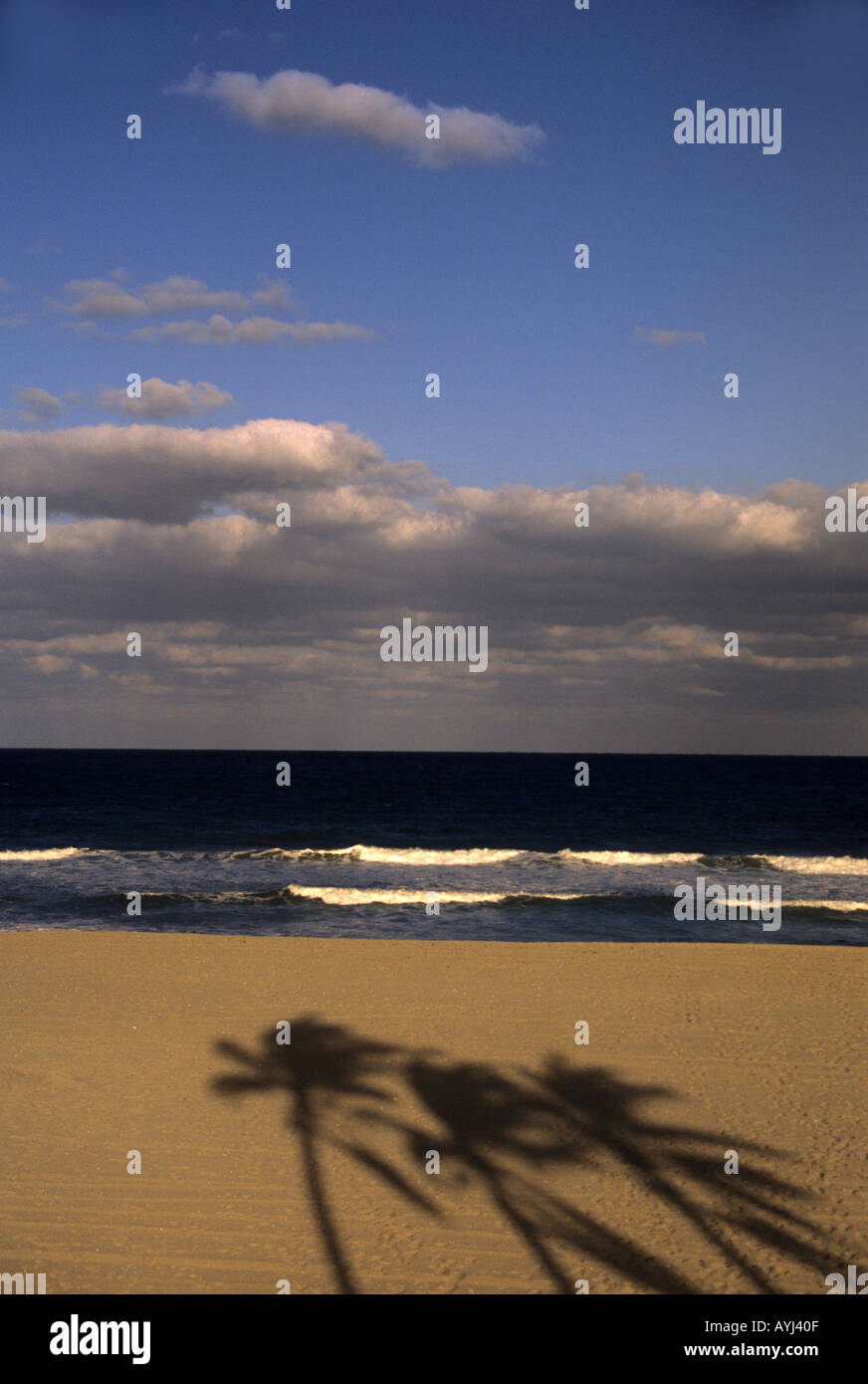 Shadows of three palm trees on beach in South Florida Stock Photo - Alamy