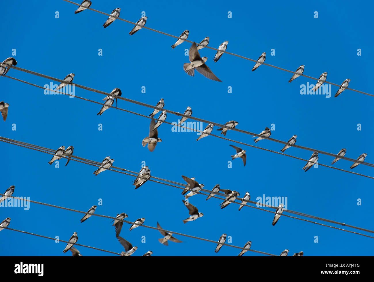 Birds martlet sitting on electric wires Stock Photo - Alamy