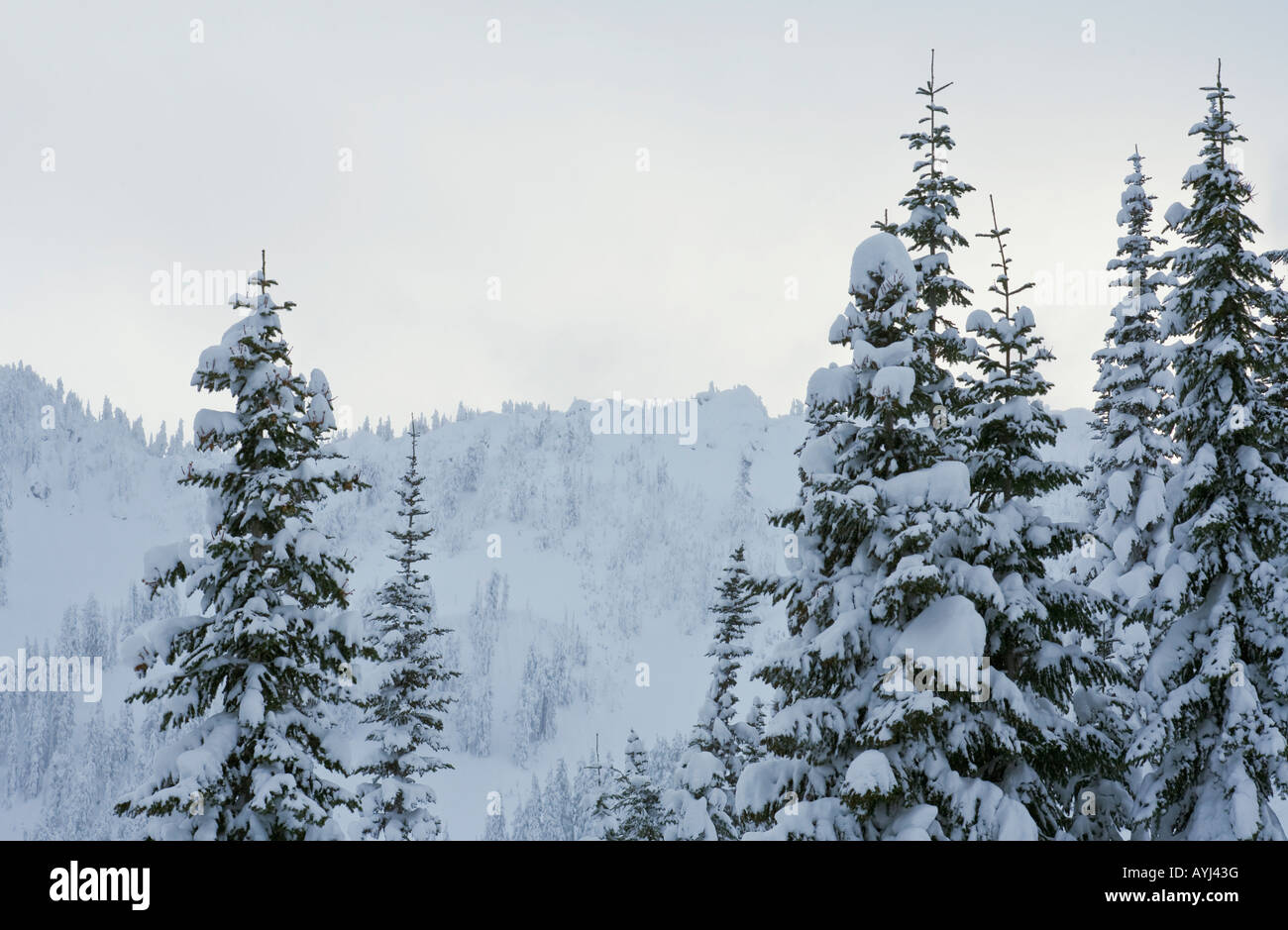 Snow covered trees and ridge line in the Central Cascades of Washington ...