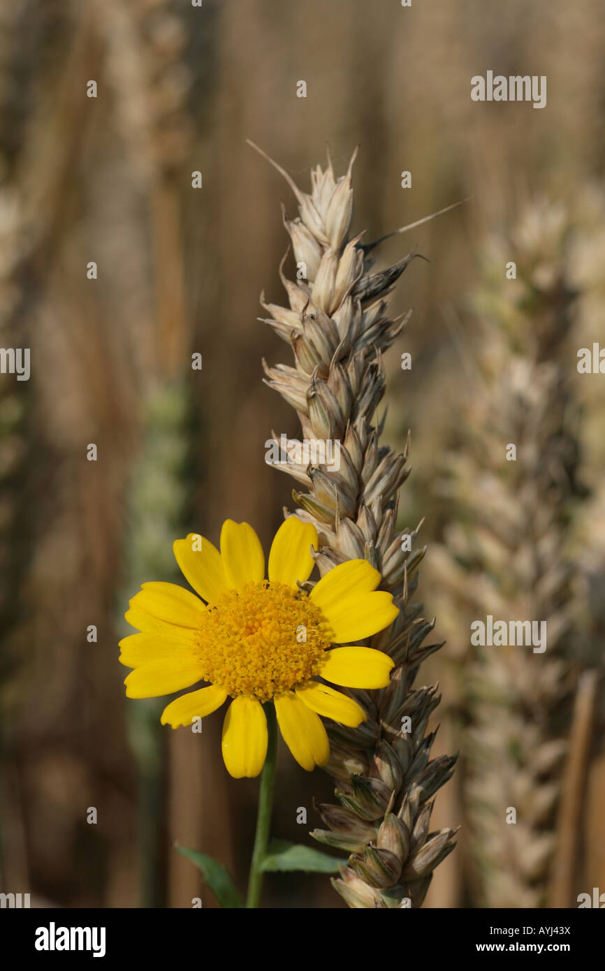 Sheath of wheat hi-res stock photography and images - Alamy