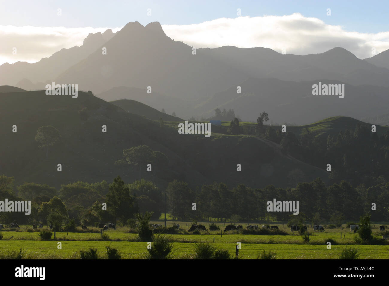 Coromandel forest park hi-res stock photography and images - Alamy