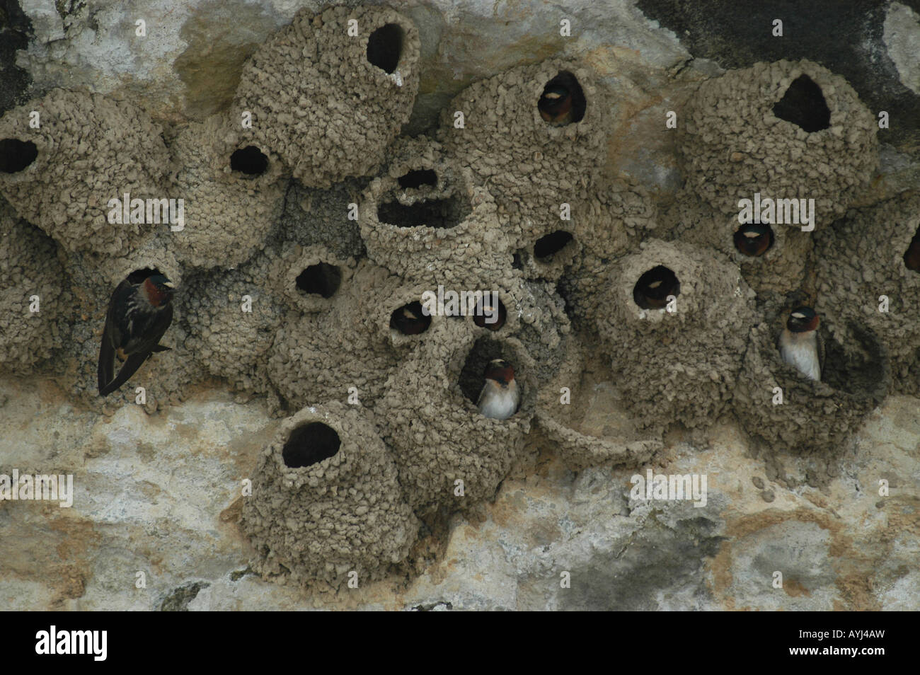 cliff swallow mud nest colony Stock Photo - Alamy