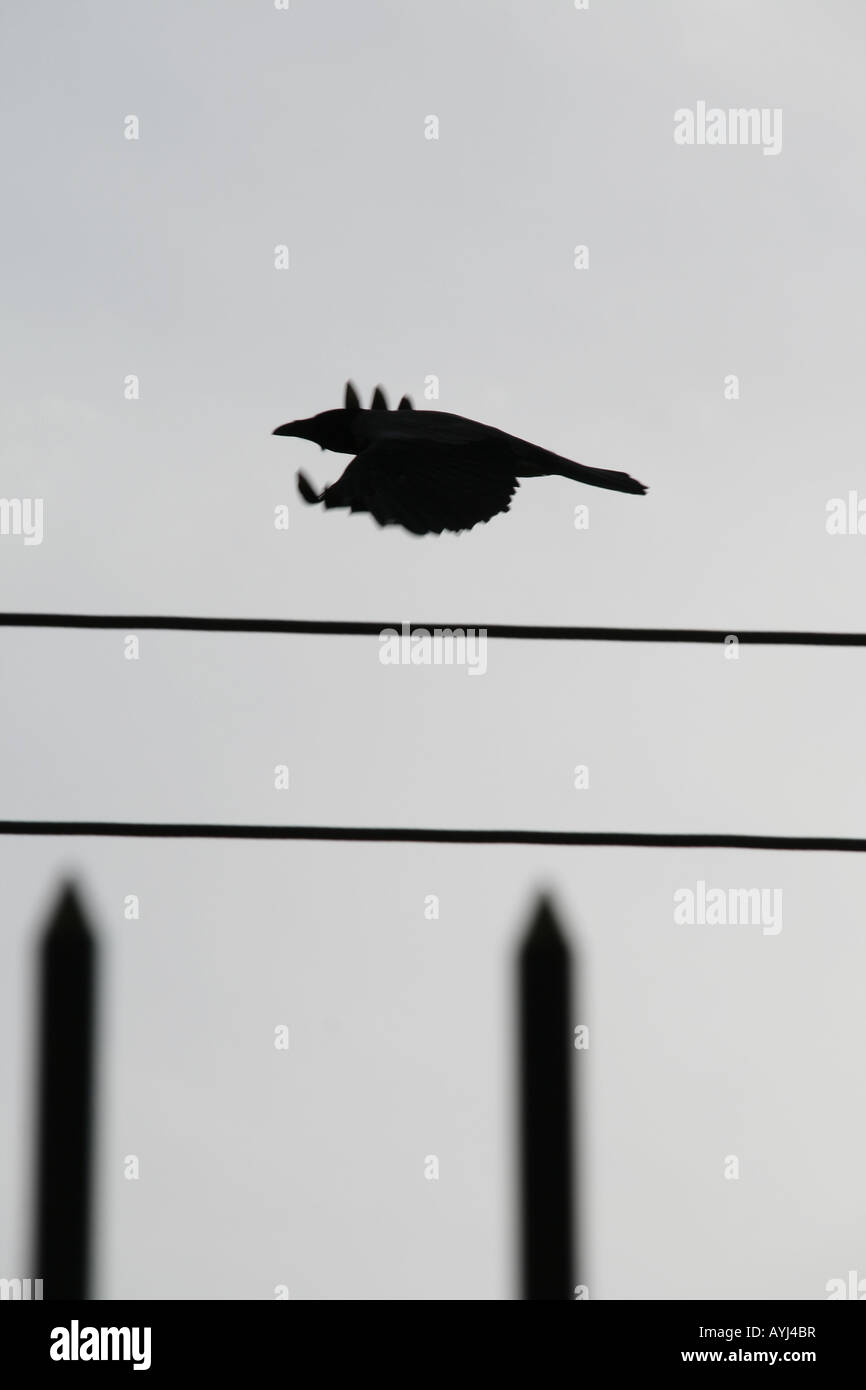 one bird flying fast in sky Stock Photo - Alamy