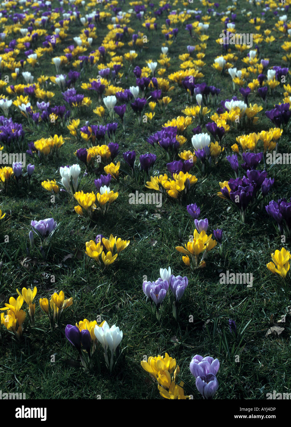 Crocus oreocreticus hi-res stock photography and images - Alamy