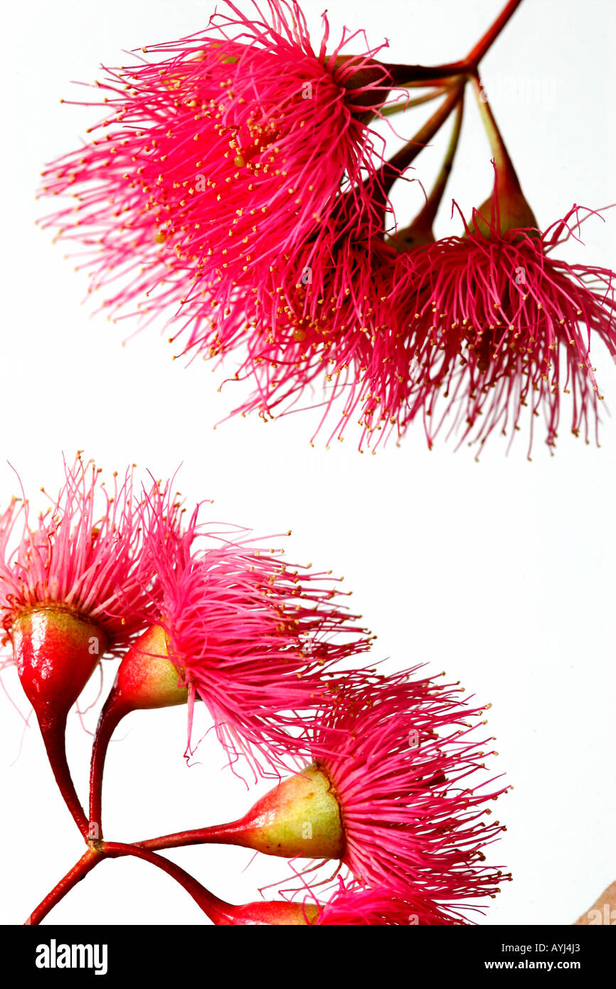 Australian Flora & Fauna Stock Photo - Alamy