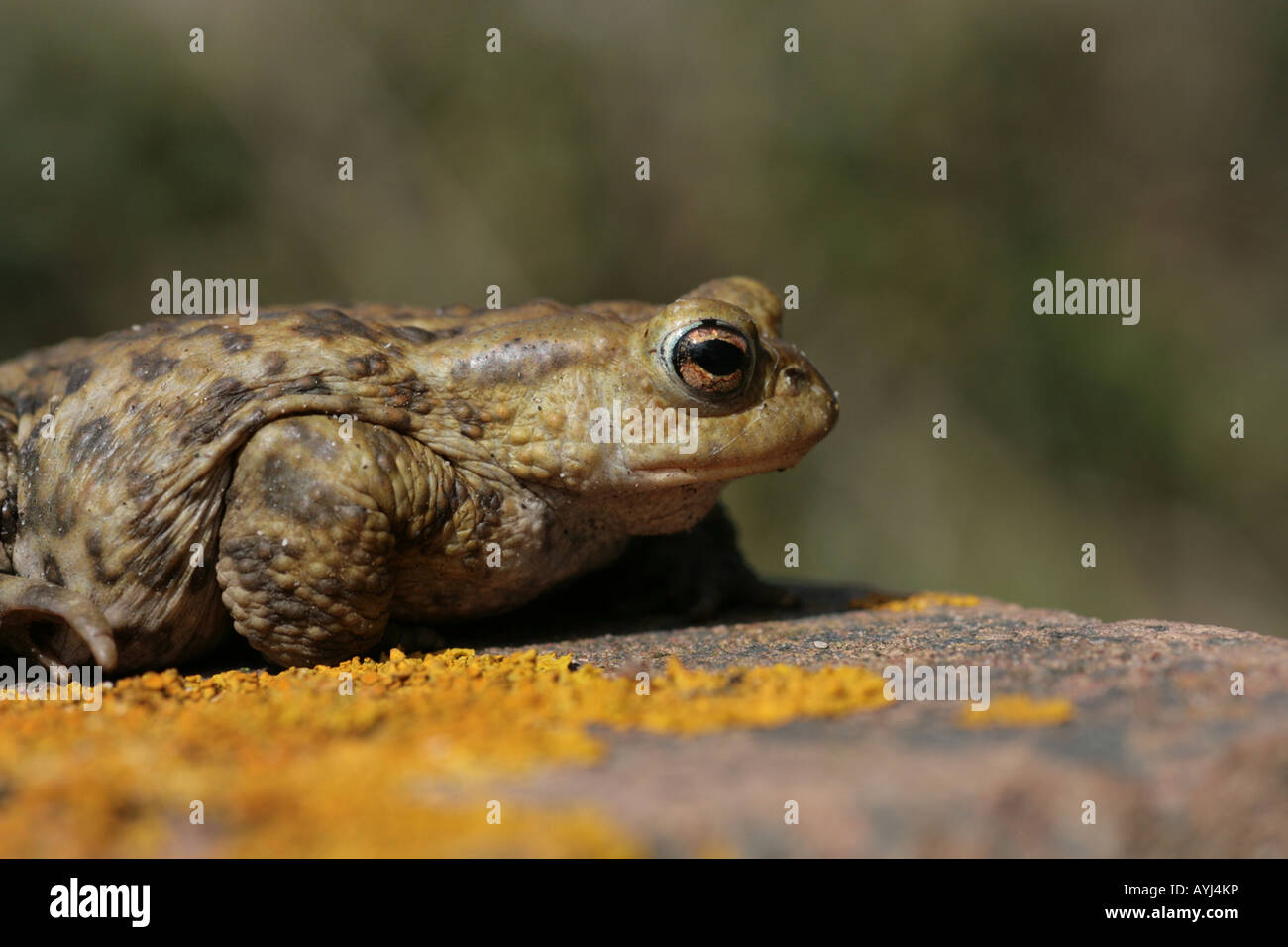 Common toad Bufo bufo Stock Photo - Alamy