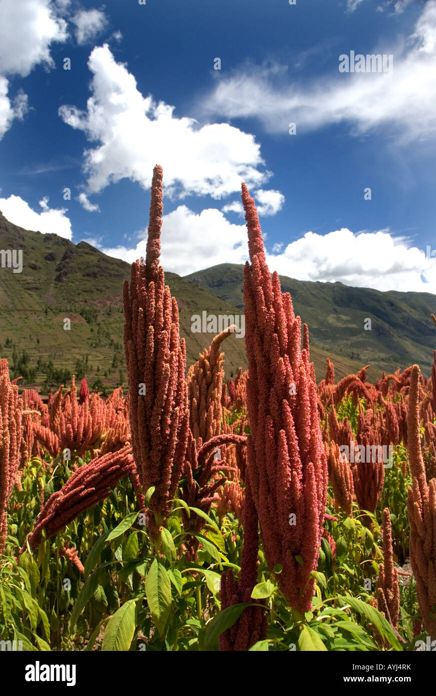 Quinoa growing hi-res stock photography and images - Alamy