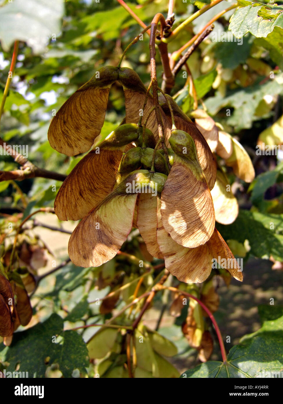Acer seed pod hi-res stock photography and images - Alamy