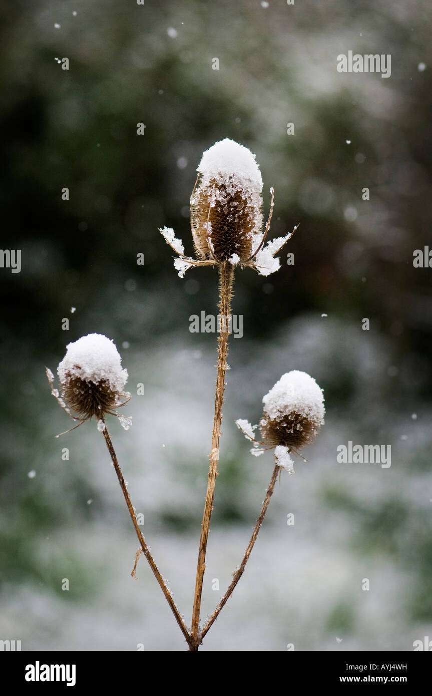 Teasle flower hi-res stock photography and images - Alamy