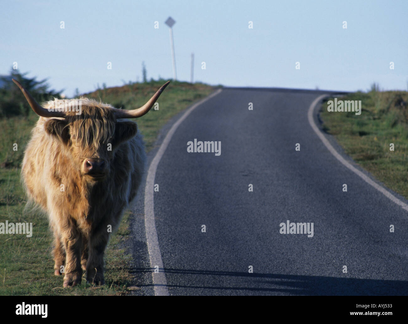 Highland cow on road Scotland Stock Photo - Alamy
