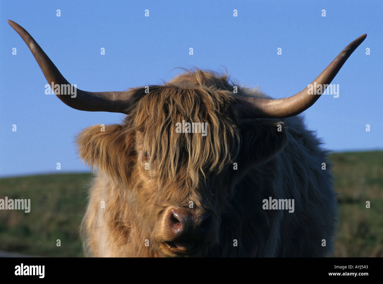 Highland Cow on Skye Stock Photo - Alamy