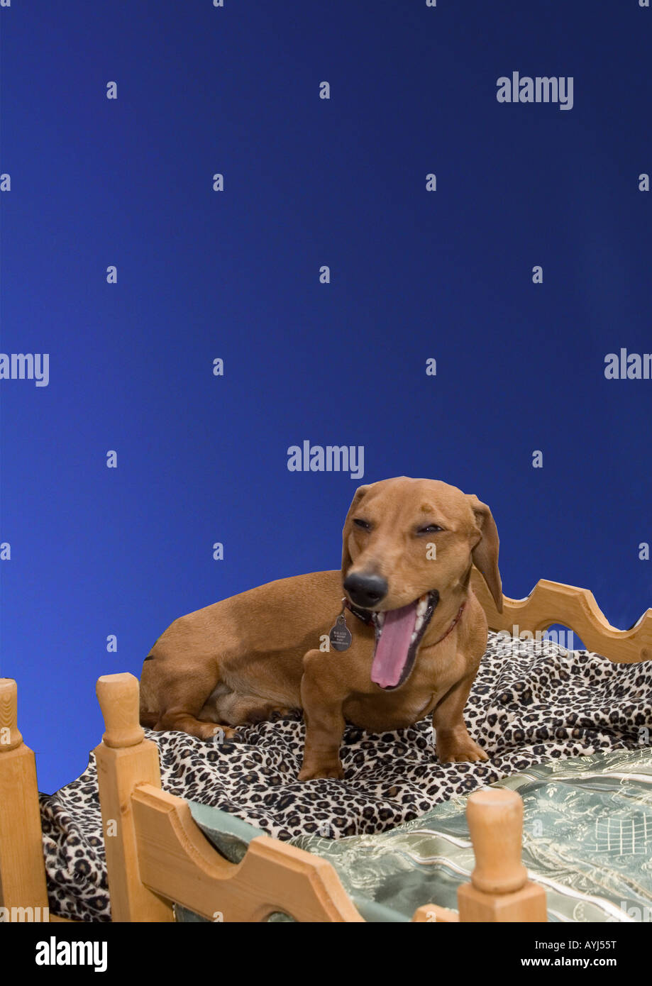 Dashound hi-res stock photography and images - Alamy