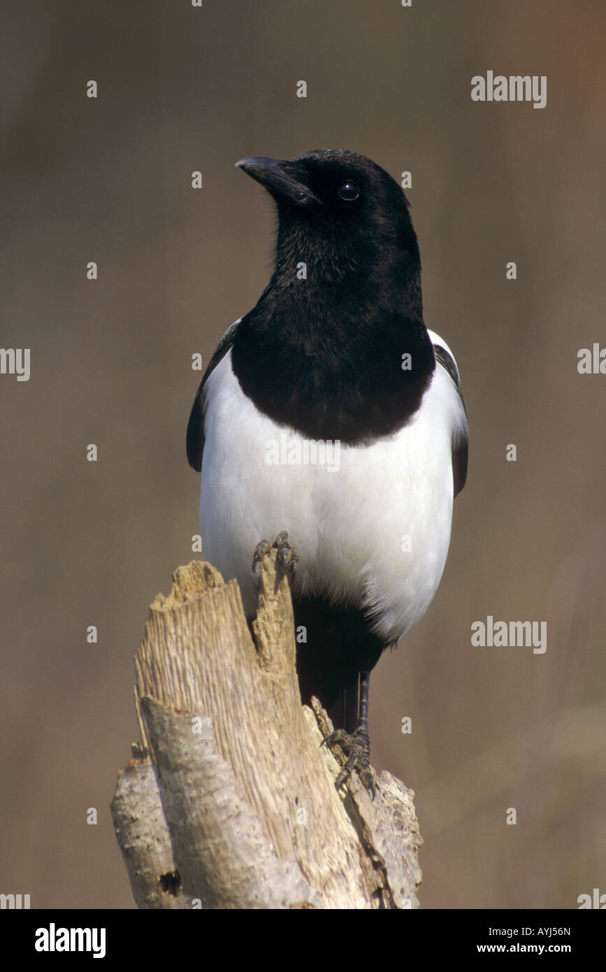 Old magpie hi-res stock photography and images - Alamy