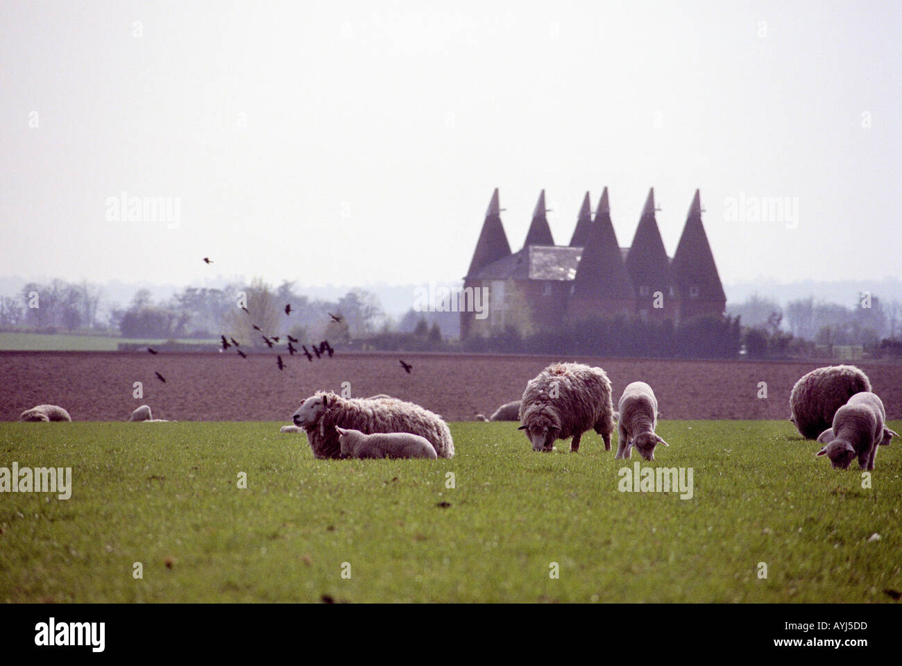 Sheep grazing in Spring Stock Photo - Alamy