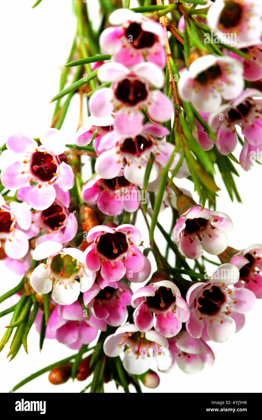 Australian wildflowers ayj5h8 hi-res stock photography and images - Alamy