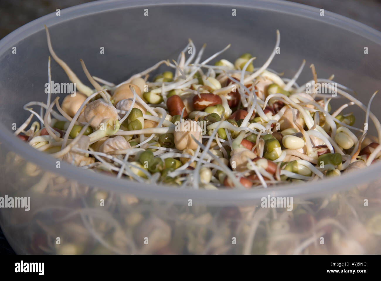 Mixed sprouted beans hi-res stock photography and images - Alamy