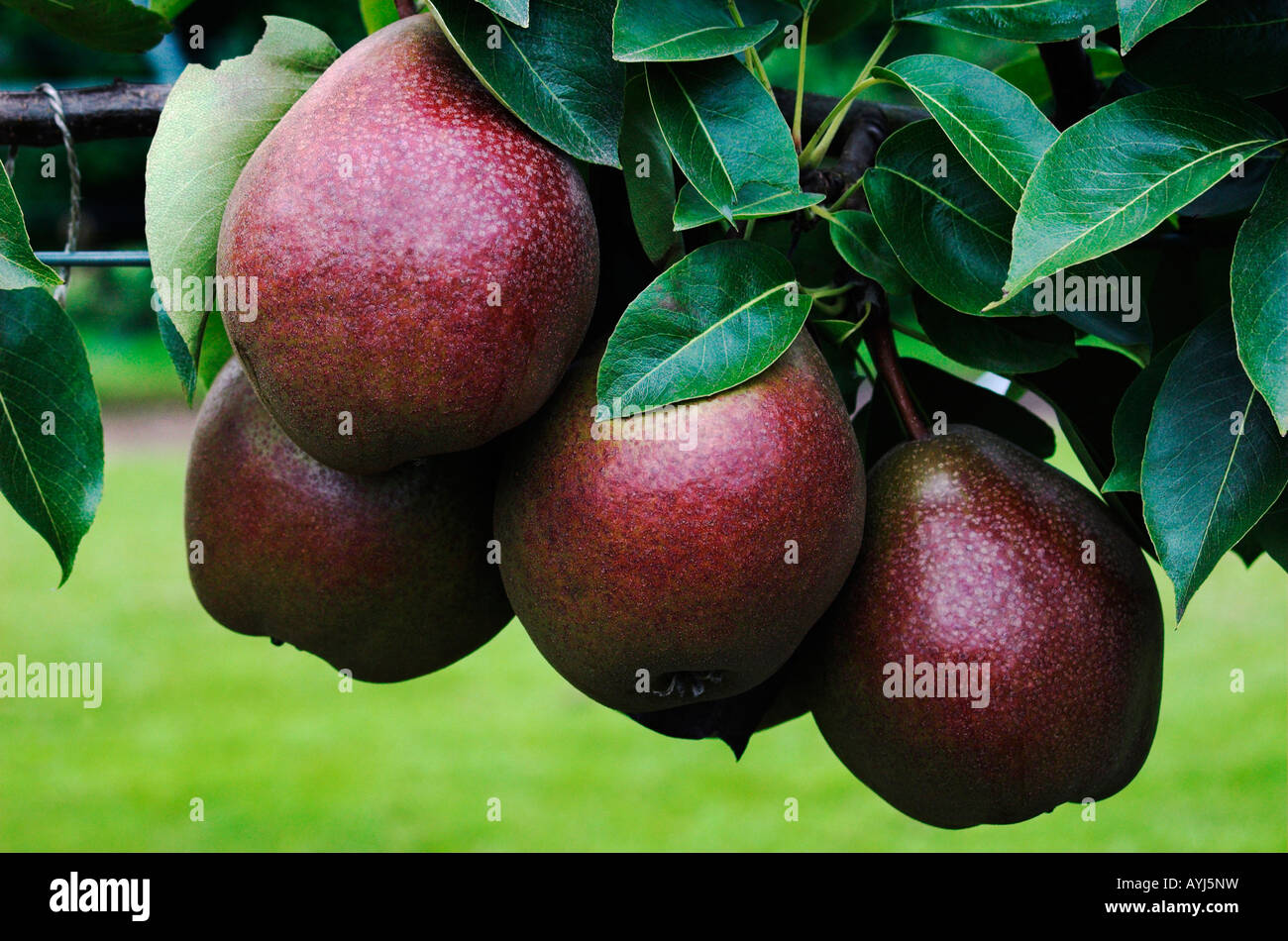 Worcester black hi-res stock photography and images - Alamy