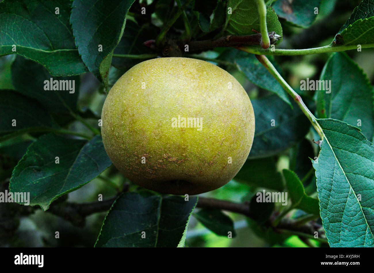 Apple Ashmeads Kernel Stock Photo - Alamy