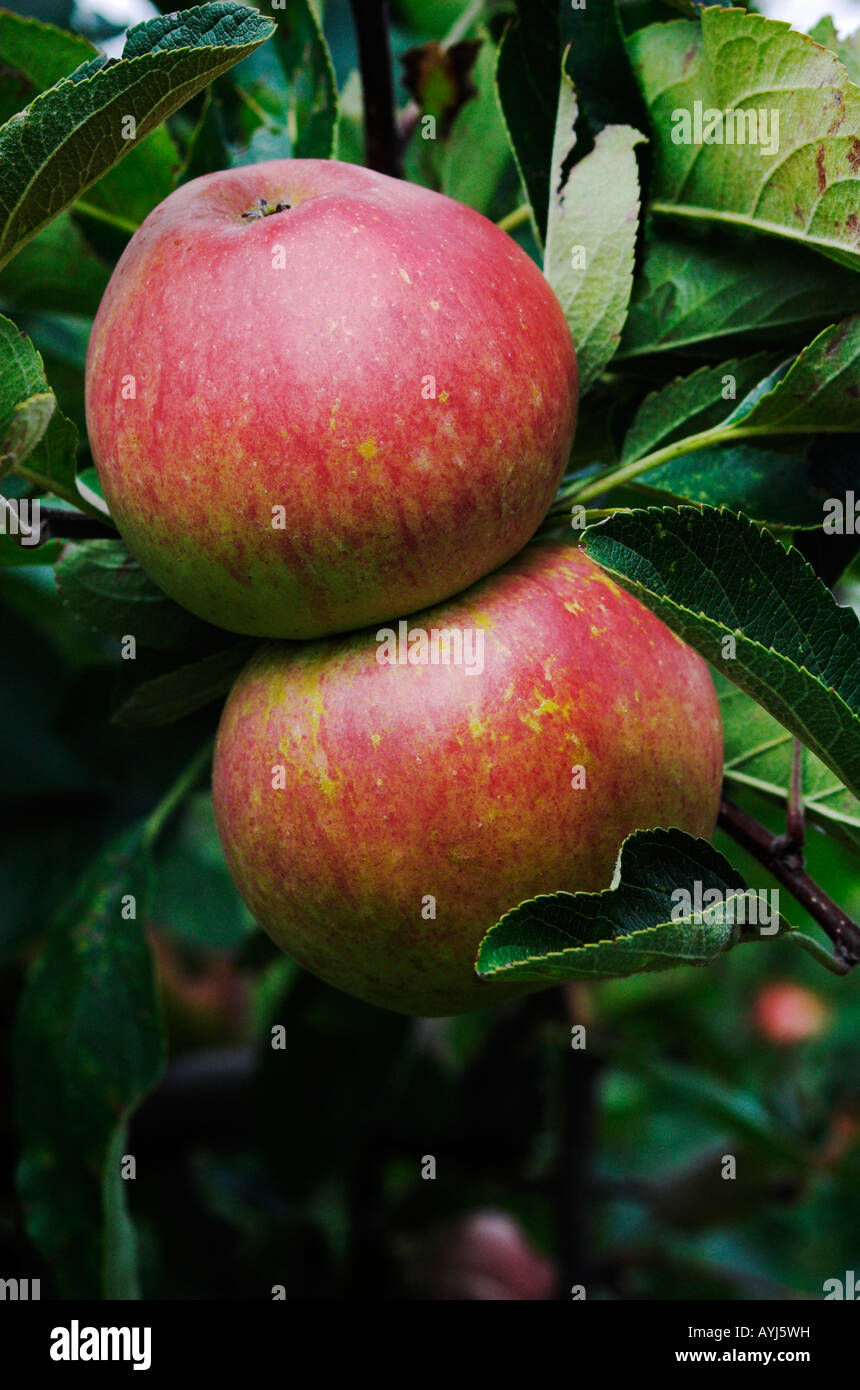Kidd’s orange red’ hi-res stock photography and images - Alamy
