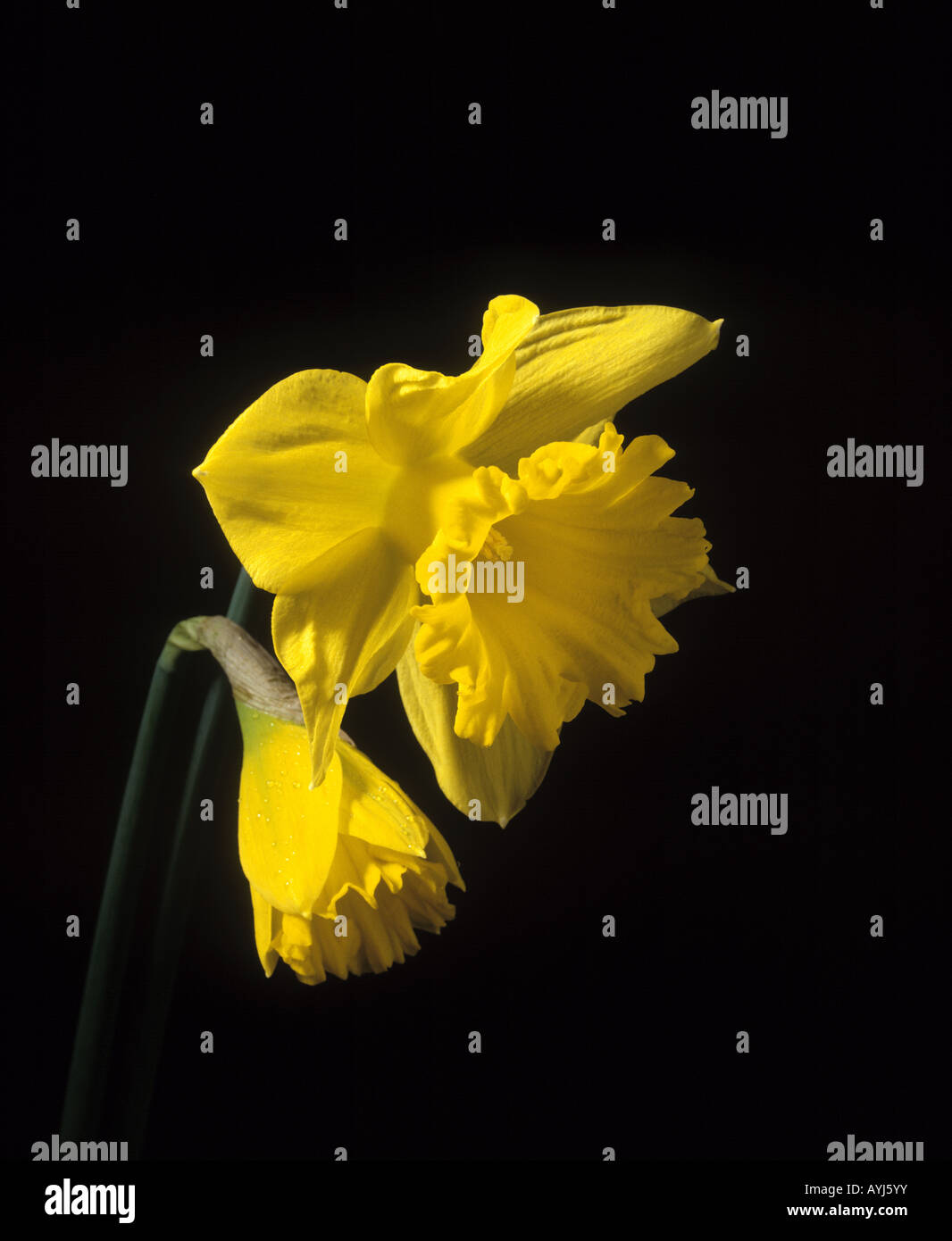 time lapse photo of daffodil on black background Stock Photo - Alamy
