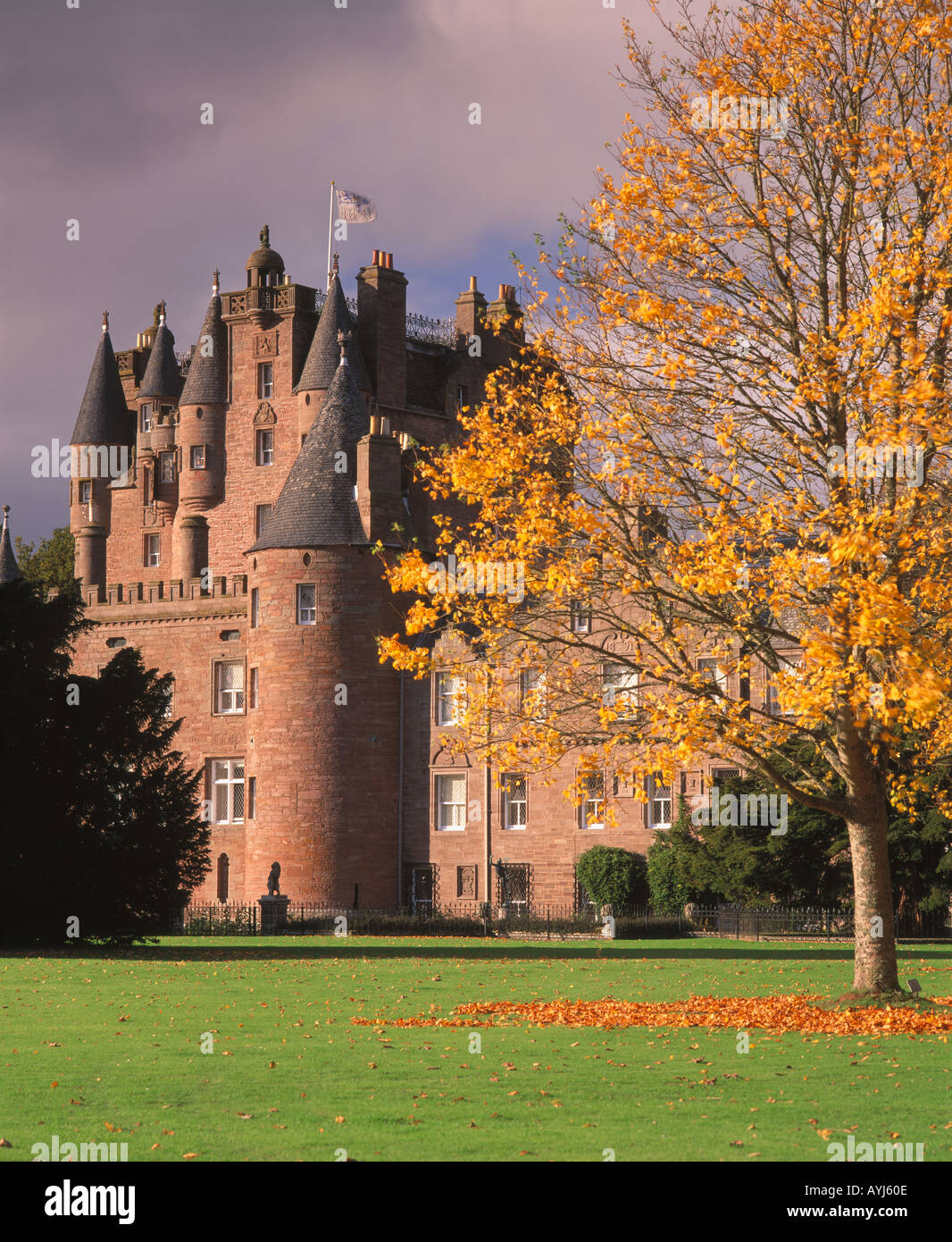 Angus gold hi-res stock photography and images - Alamy