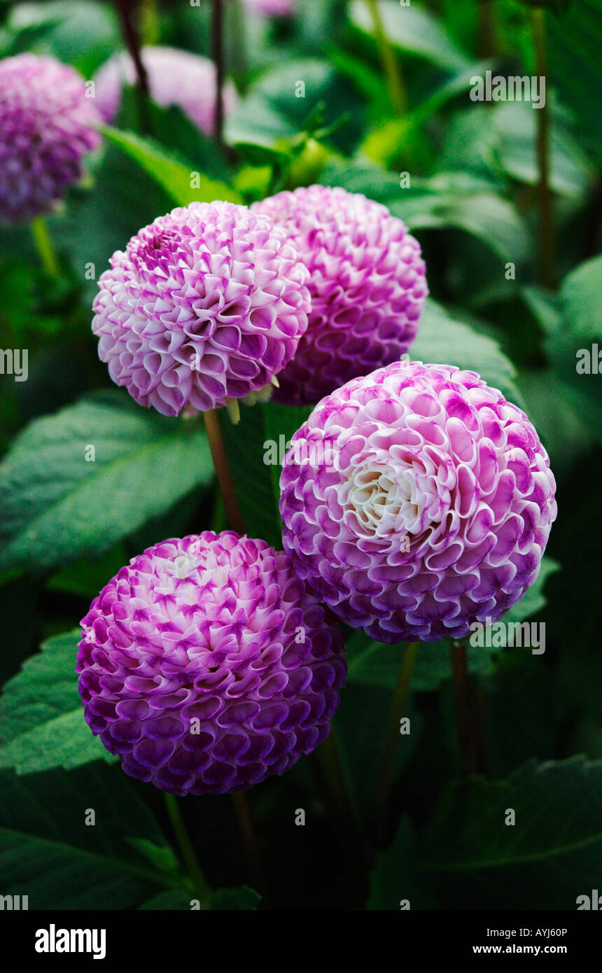 Revival with plants hi-res stock photography and images - Alamy