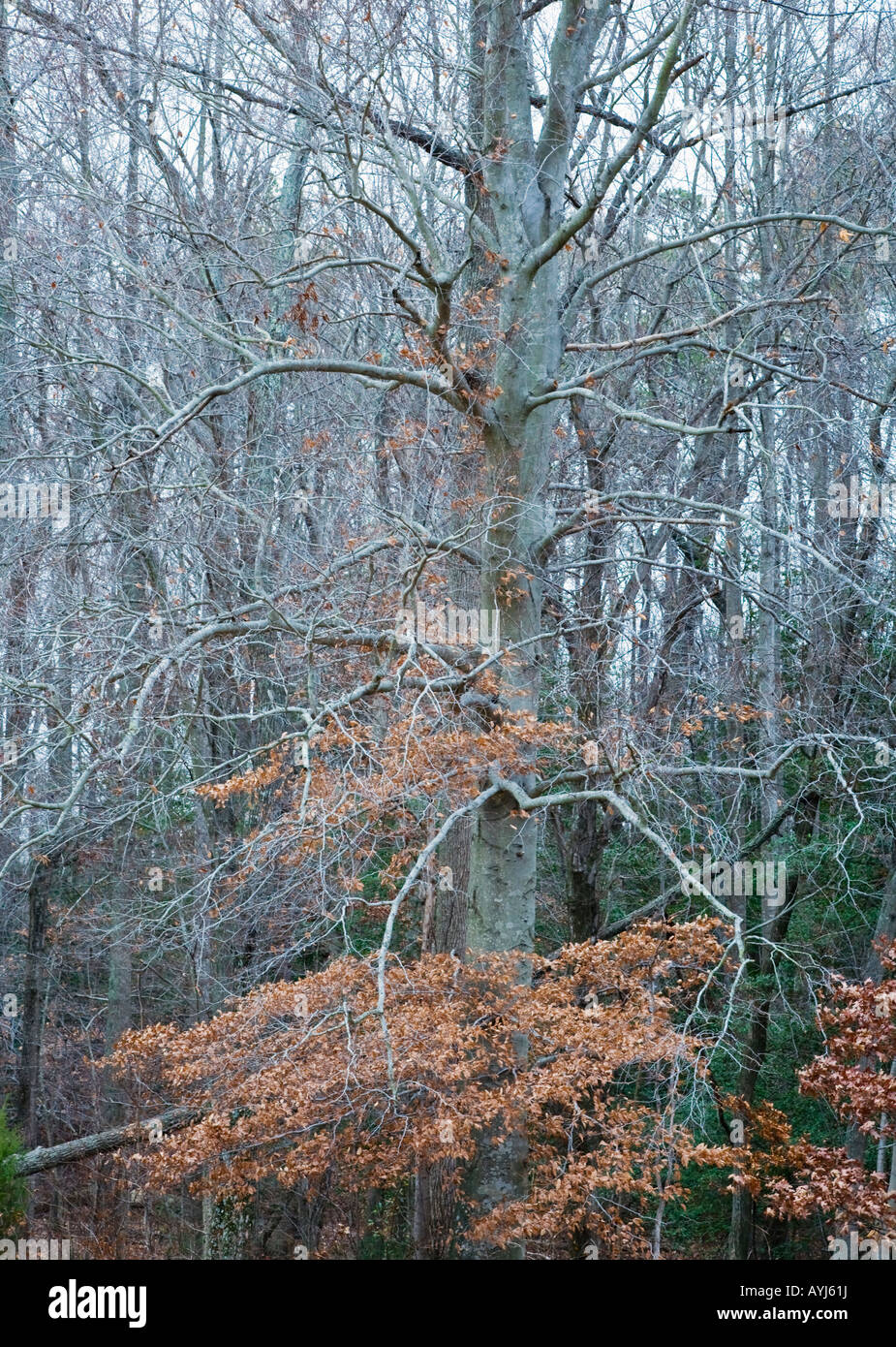 Deciduous hardwood understory hi-res stock photography and images - Alamy